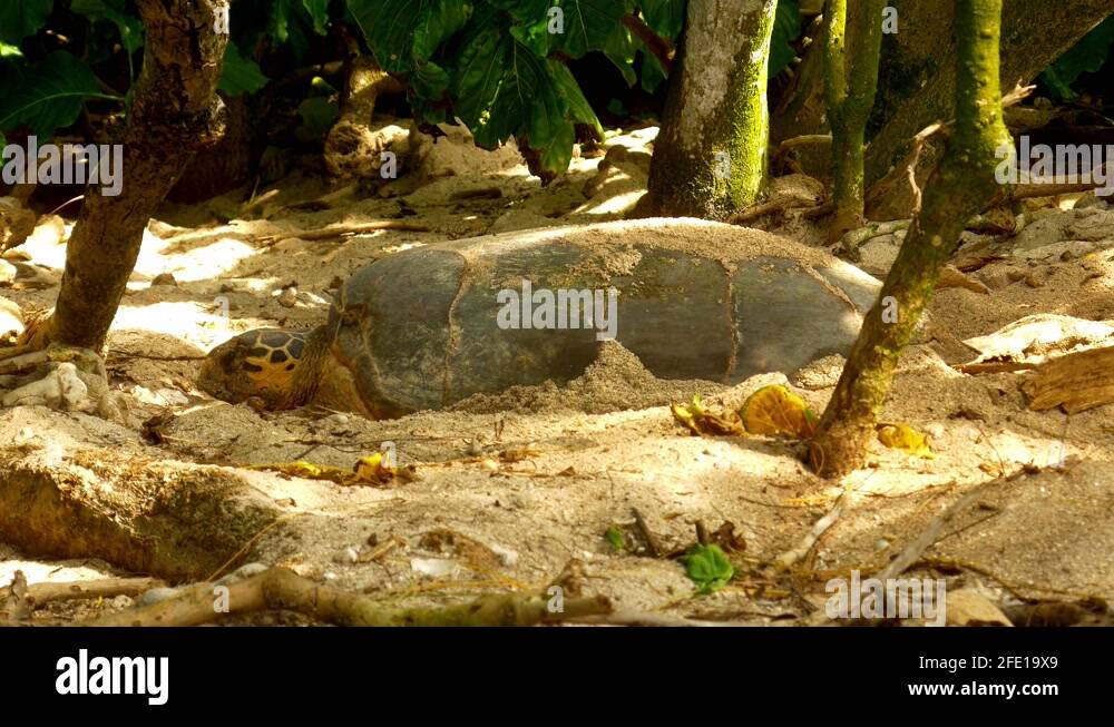 Leatherback turtle digging a nest Stock Videos & Footage - HD and 4K ...