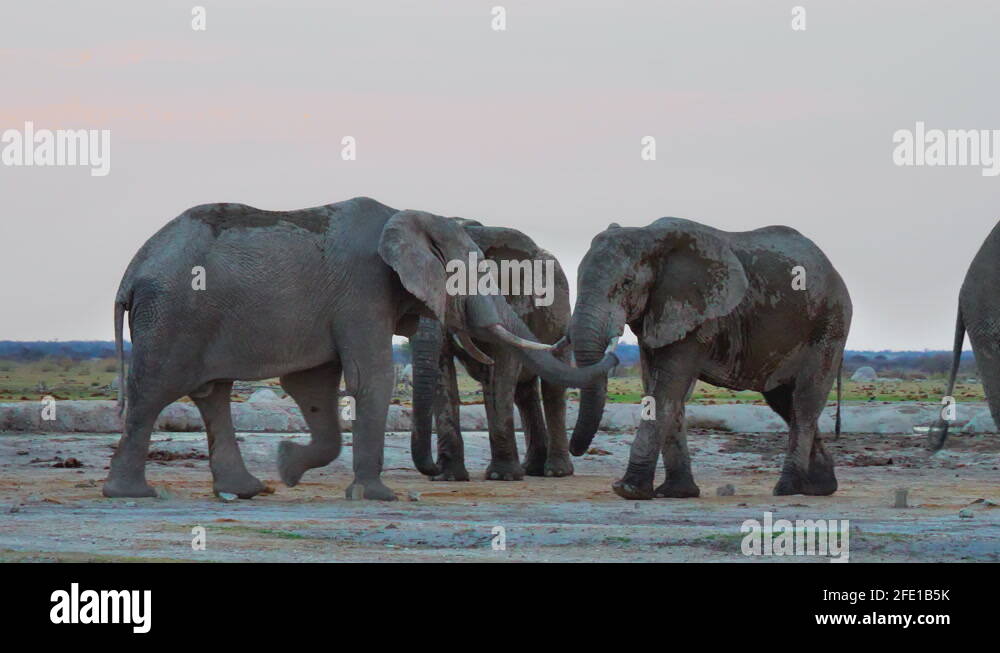 Bull african elephants Stock Videos & Footage - HD and 4K Video Clips ...