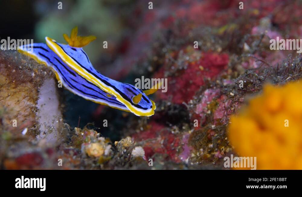 Rare slug species Stock Videos & Footage - HD and 4K Video Clips - Alamy