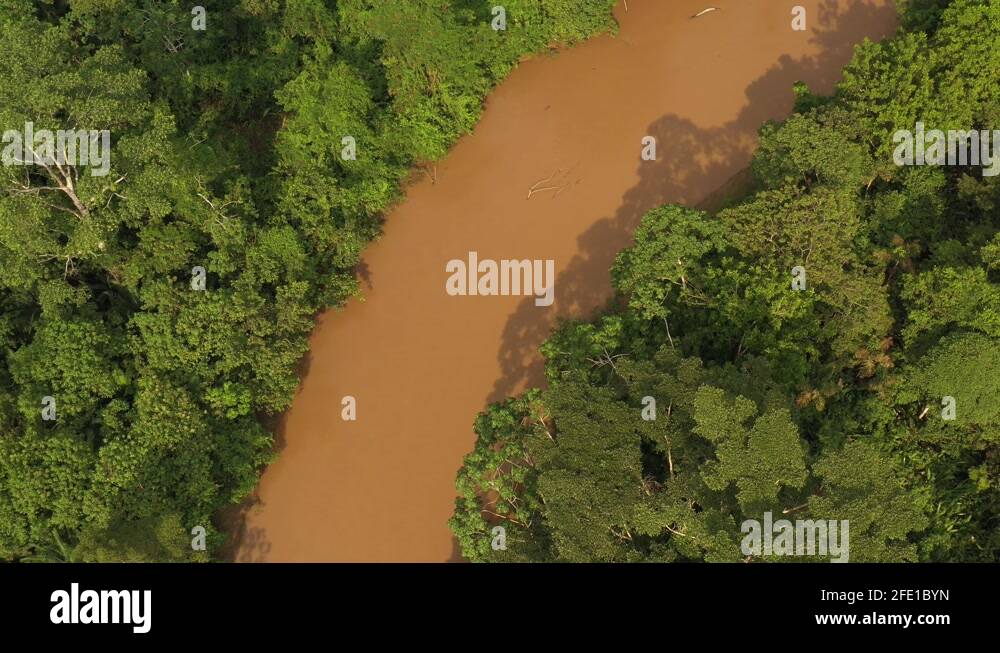 Amazon rainforest deforestation cattle Stock Videos & Footage - HD and ...