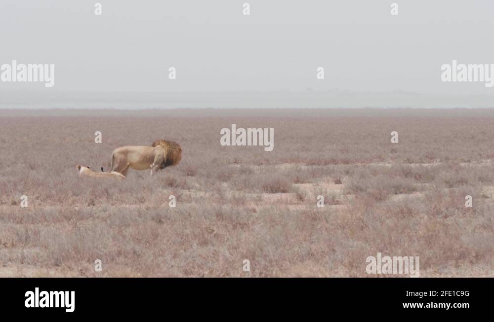 Lion and lioness in the largest ecosystem in the natural world. Plain ...