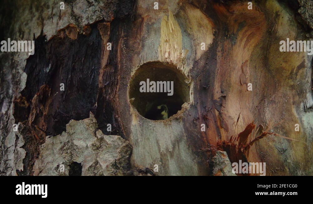 Bird flying nuthatch Stock Videos & Footage - HD and 4K Video Clips - Alamy