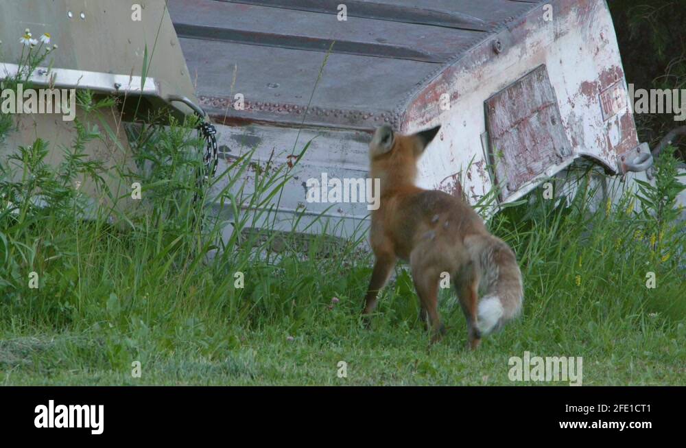 Heat red fox Stock Videos & Footage - HD and 4K Video Clips - Alamy