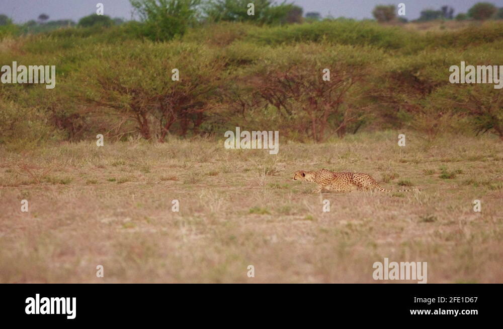 Cheetah hunting prey Stock Videos & Footage - HD and 4K Video Clips - Alamy