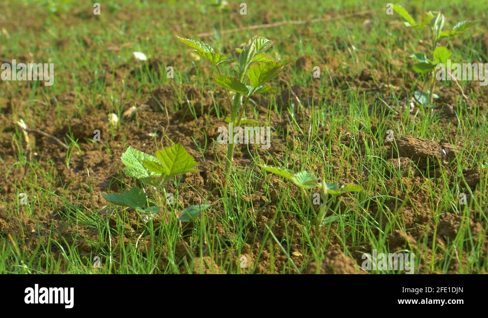 Macro plant sprout Stock Videos & Footage - HD and 4K Video Clips - Alamy