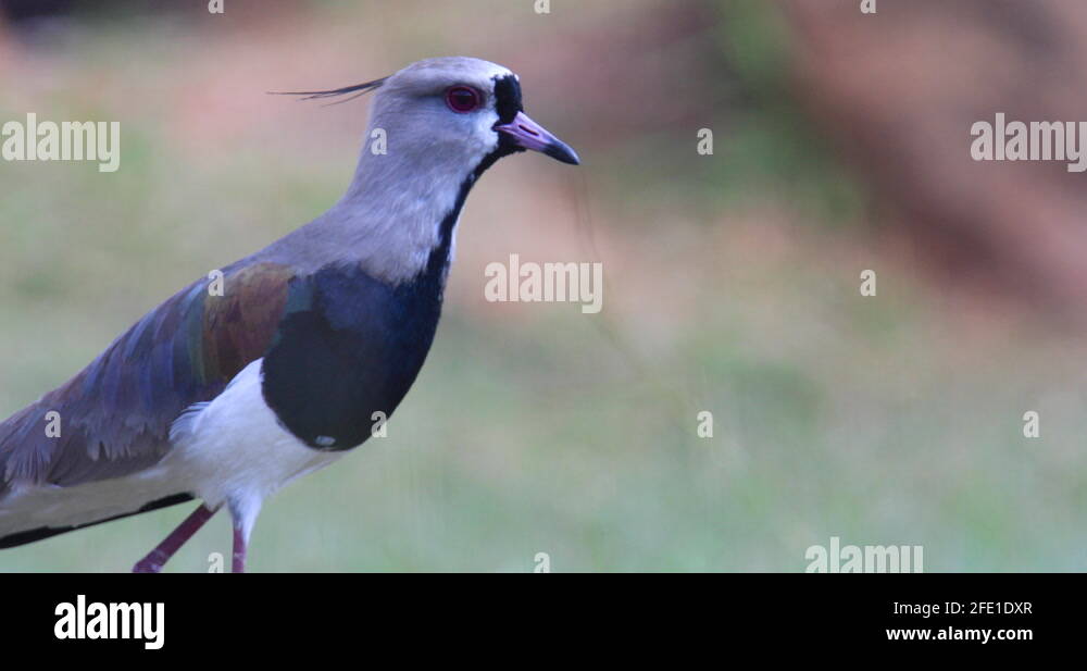 Southern lapwing Stock Videos & Footage - HD and 4K Video Clips - Alamy