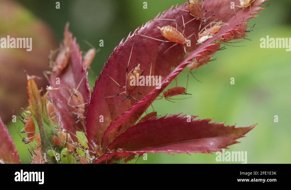Rose aphids Stock Videos & Footage - HD and 4K Video Clips - Alamy