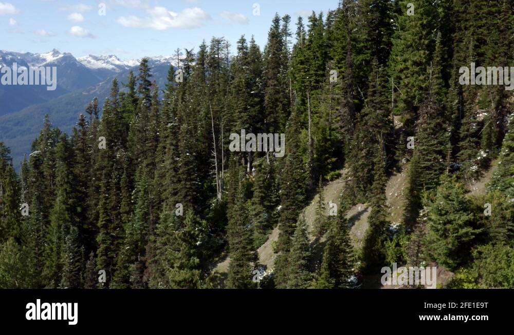 Coastal forest canada Stock Videos & Footage - HD and 4K Video Clips ...