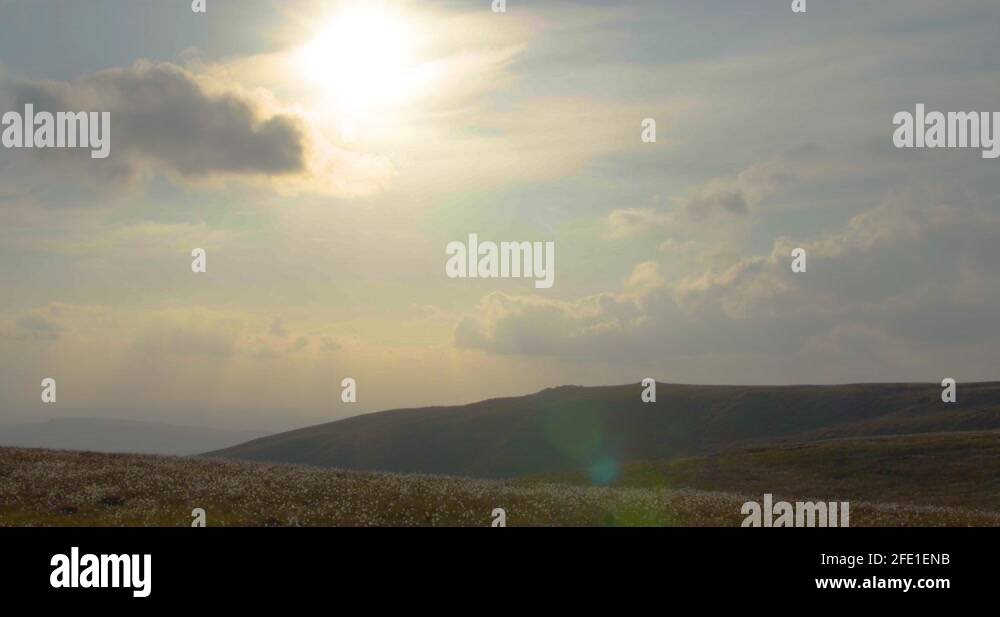 Wildflower meadow england Stock Videos & Footage - HD and 4K Video ...