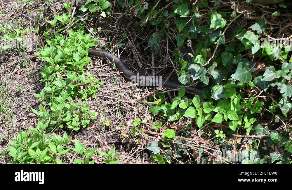 Snake camouflage Stock Videos & Footage - HD and 4K Video Clips - Alamy