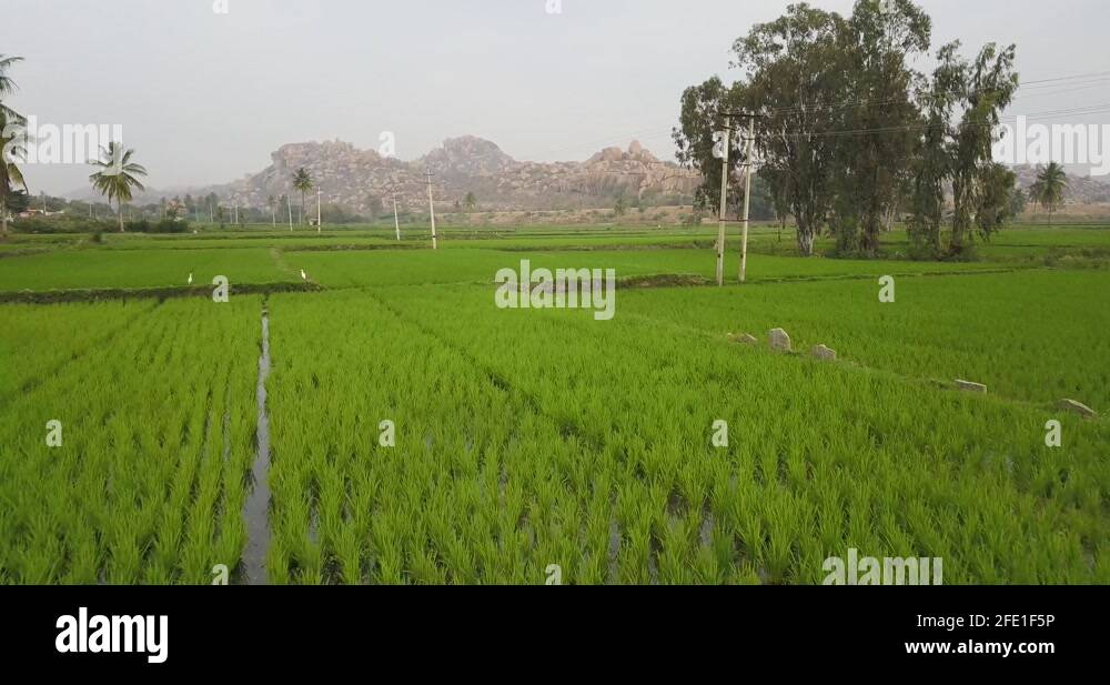 Agricultural farm in karnataka Stock Videos & Footage - HD and 4K Video ...