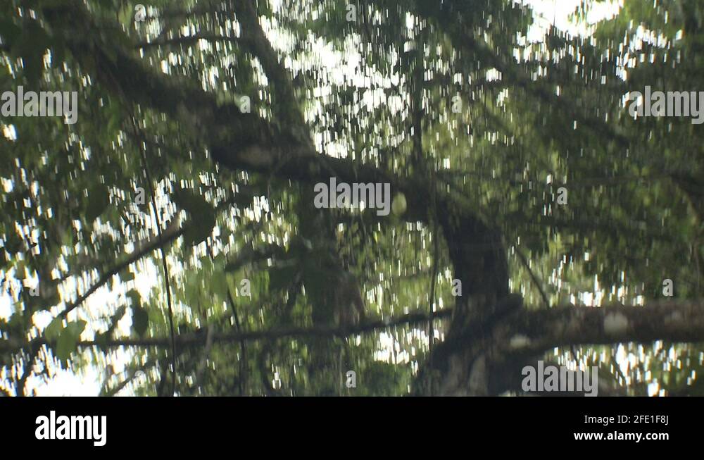 Animal monkey jumping leaping Stock Videos & Footage - HD and 4K Video ...