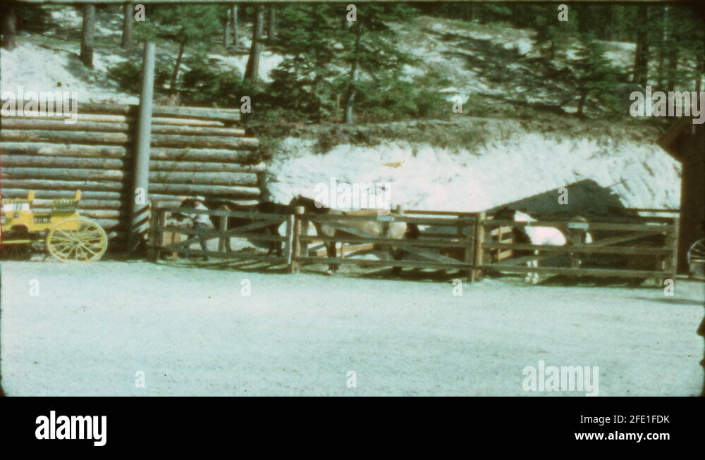 1960s: horses in stable, people walking around western barn and ...