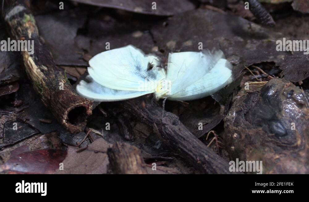 Army Ant Colony Many Ants Predation Kill Capture Attacking Eating ...