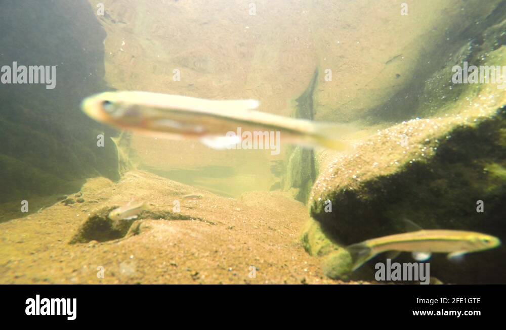 Western fish species Stock Videos & Footage - HD and 4K Video Clips - Alamy