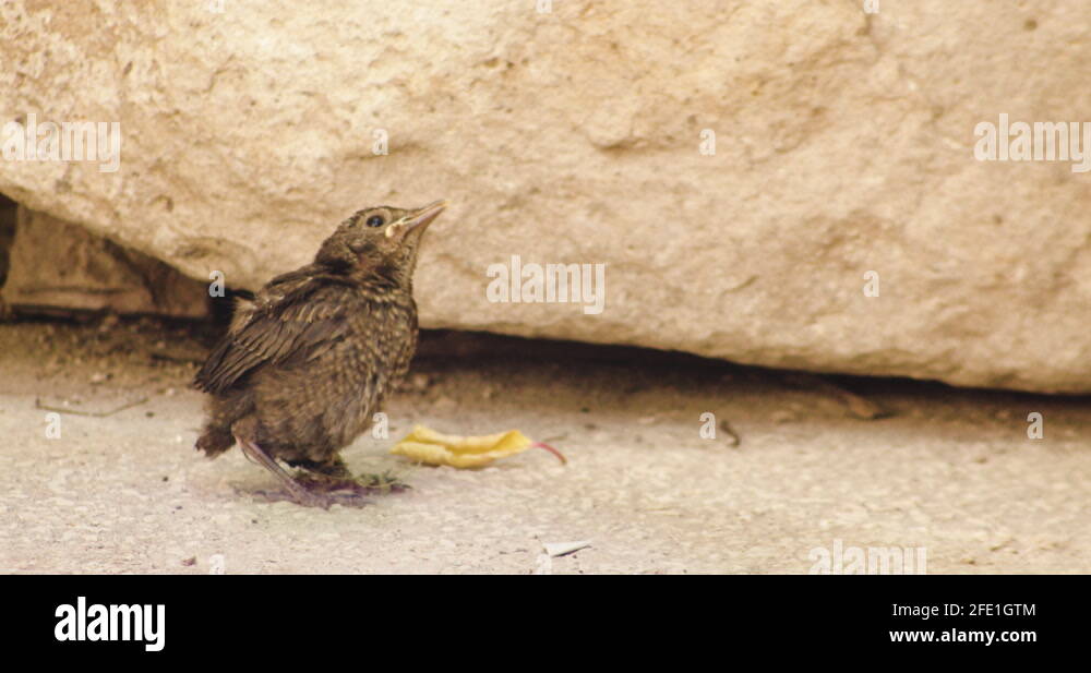 Full bird Stock Videos & Footage - HD and 4K Video Clips - Alamy