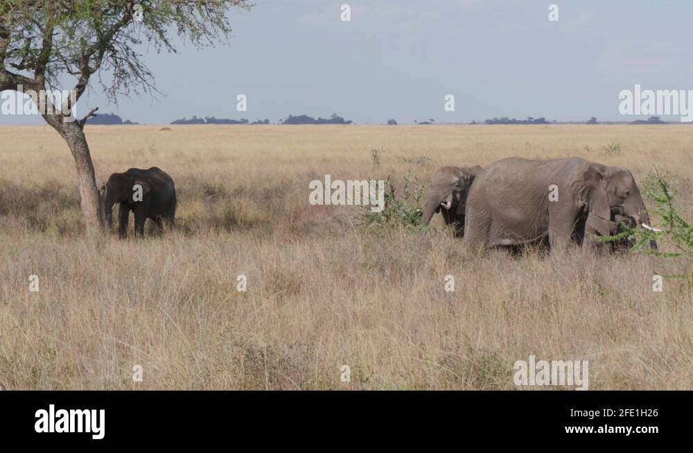 Largest ecosystem Stock Videos & Footage - HD and 4K Video Clips - Alamy