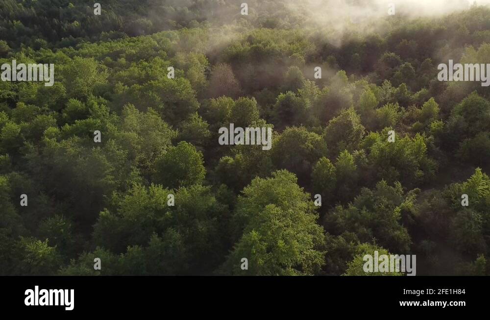 Rain forest forests Stock Videos & Footage - HD and 4K Video Clips - Alamy