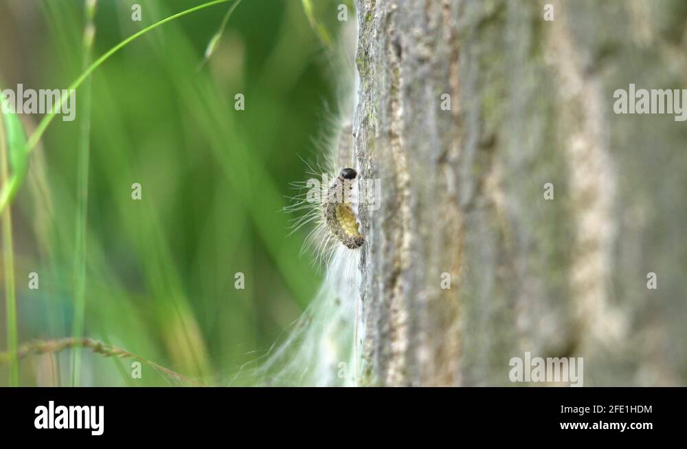 K eikenprocessierups op boom, thaumetopoeinae, overlast, nest, eik ...
