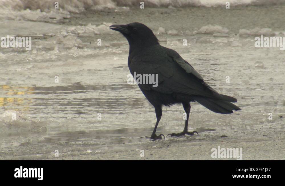 North american crow Stock Videos & Footage - HD and 4K Video Clips - Alamy
