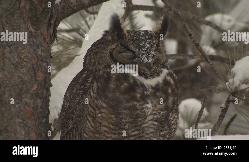 Snow owl bird Stock Videos & Footage - HD and 4K Video Clips - Alamy