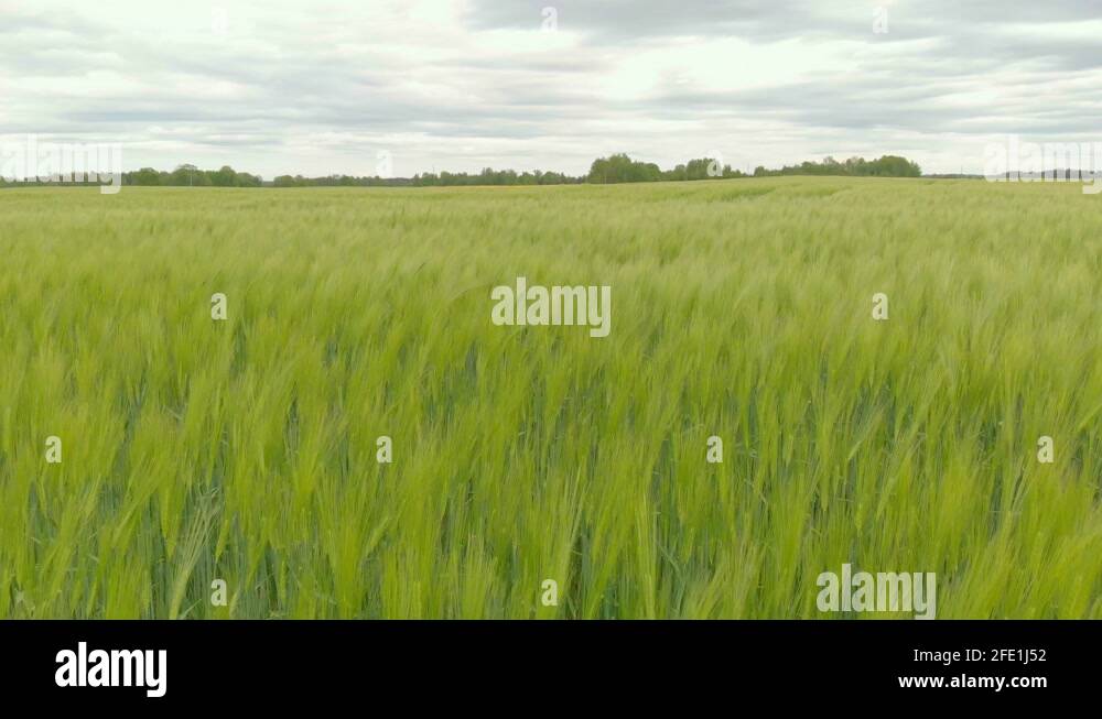 Green barley field crops. Corn grass plant growing barley seed in a ...