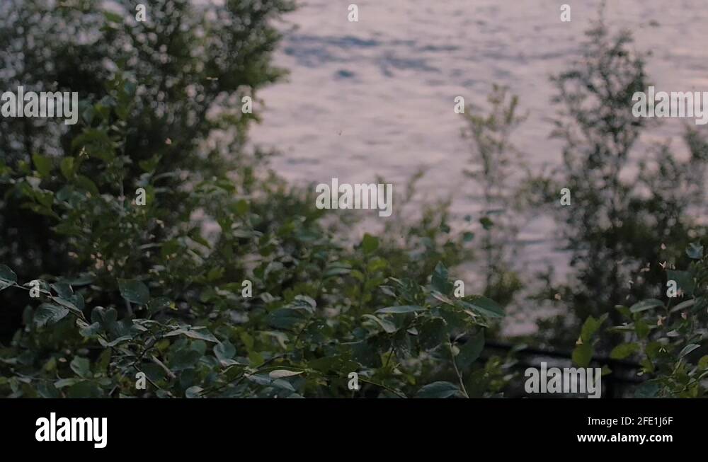 River insects Stock Videos & Footage - HD and 4K Video Clips - Alamy