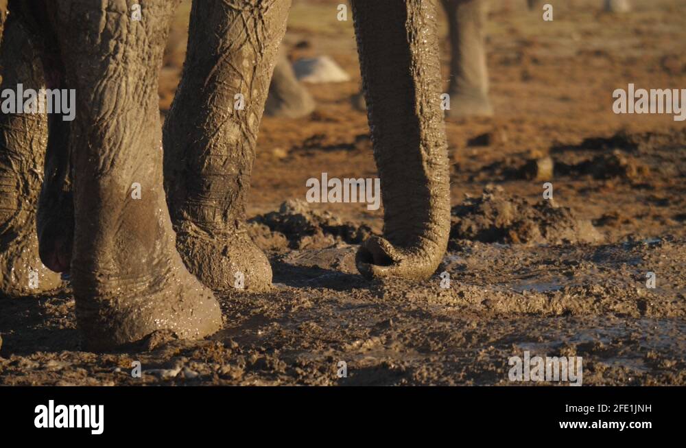 Dry trunk in mud Stock Videos & Footage - HD and 4K Video Clips - Alamy