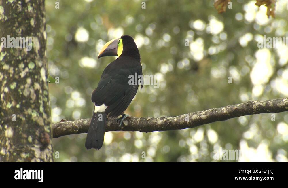 Flying toucan Stock Videos & Footage - HD and 4K Video Clips - Alamy