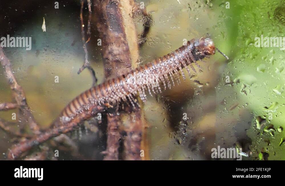 Diplopoda Stock Videos & Footage - HD and 4K Video Clips - Alamy