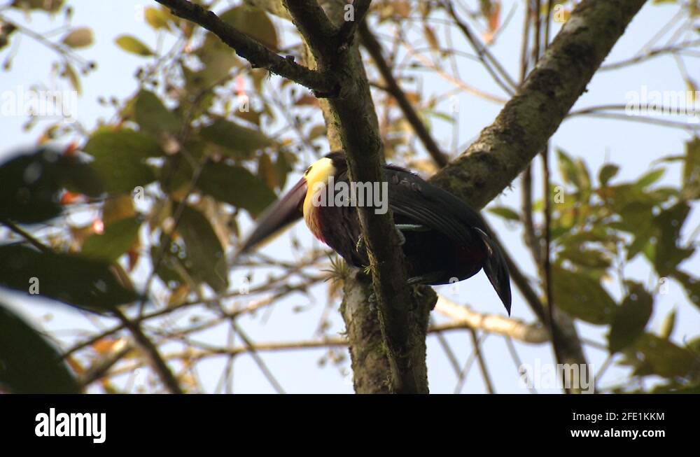 Black mandibled Stock Videos & Footage - HD and 4K Video Clips - Alamy