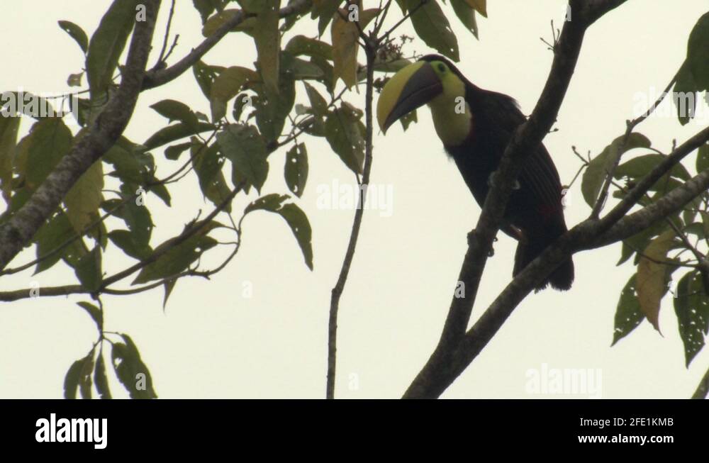 Fruit and nut Stock Videos & Footage - HD and 4K Video Clips - Alamy