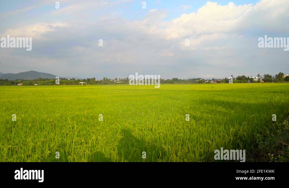 Crop growing in a field Stock Videos & Footage - HD and 4K Video Clips ...