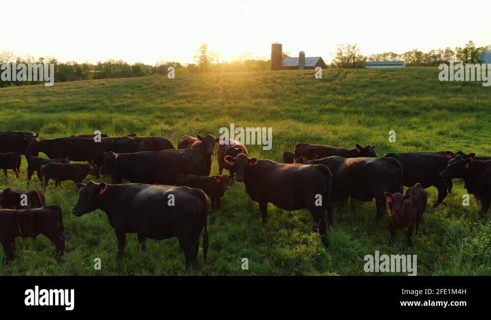 Grass fed beef production Stock Videos & Footage - HD and 4K Video ...
