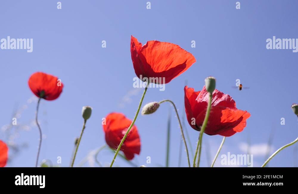 Poppy flower above Stock Videos & Footage - HD and 4K Video Clips - Alamy