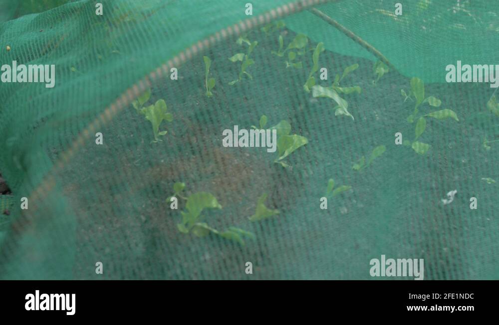 Vegetable garden netting Stock Videos & Footage - HD and 4K Video Clips ...