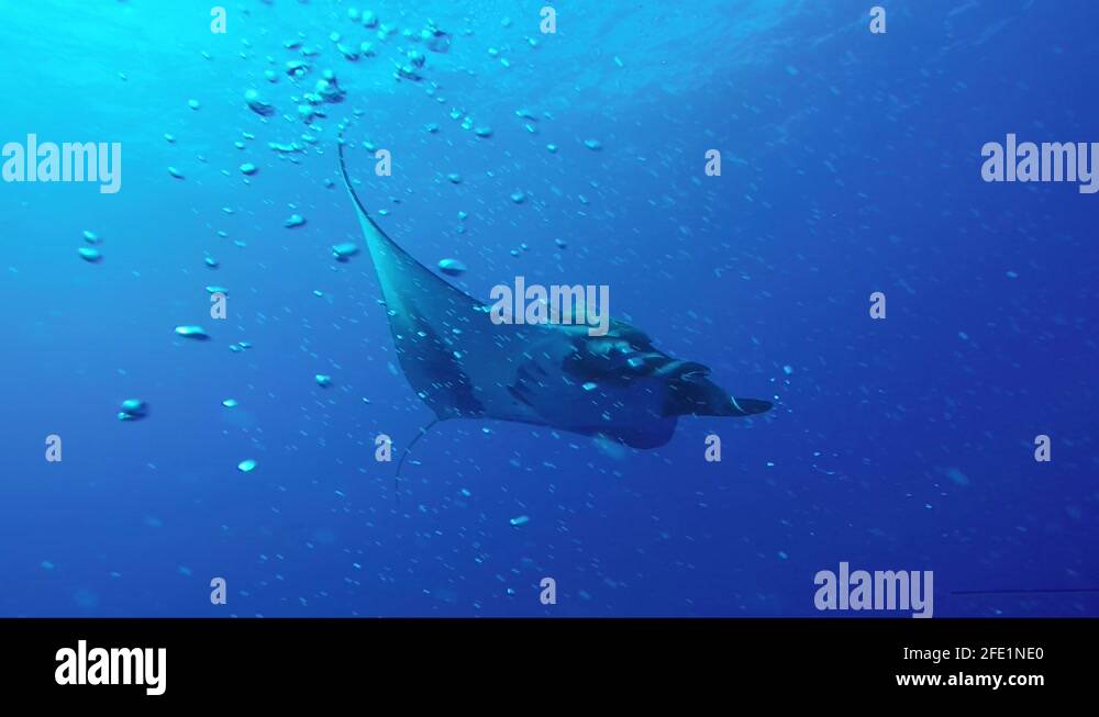 Giant pacific manta ray silhouette Stock Videos & Footage - HD and 4K ...