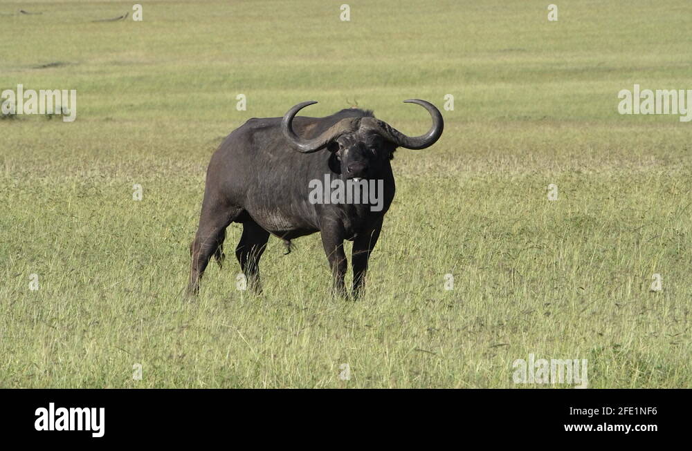 Cape buffalo bull male Stock Videos & Footage - HD and 4K Video Clips ...