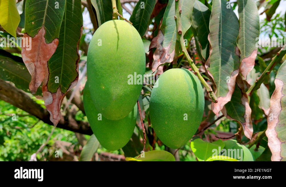 Mango hanging from tree Stock Videos & Footage - HD and 4K Video Clips ...