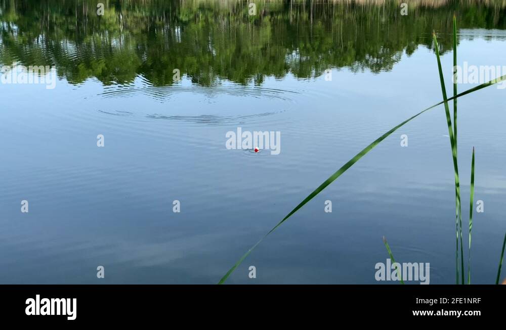 Fish biting bait Stock Videos & Footage - HD and 4K Video Clips - Alamy