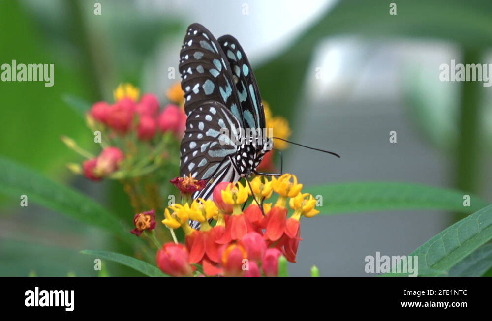 Ideopsis similis. Ceylon Blue Glassy Tiger Butterfly. Ryukyu ...