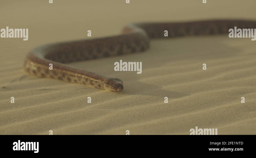 Flicking tongue out Stock Videos & Footage - HD and 4K Video Clips - Alamy