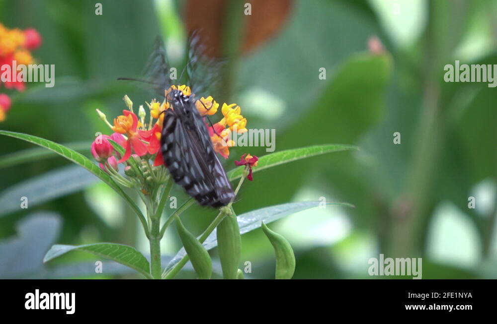 Ideopsis similis. Ceylon Blue Glassy Tiger Butterfly. Ryukyu ...