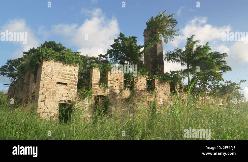 Decay of vegetation Stock Videos & Footage - HD and 4K Video Clips - Alamy