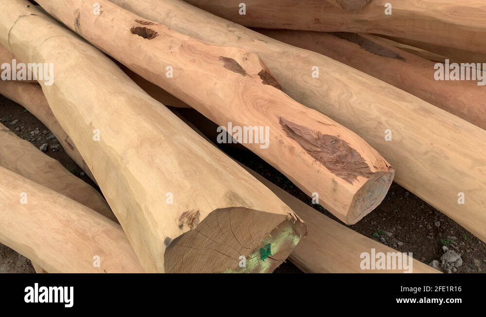 Stack of peeled wooden acacia logs used in building industry. Clean ...