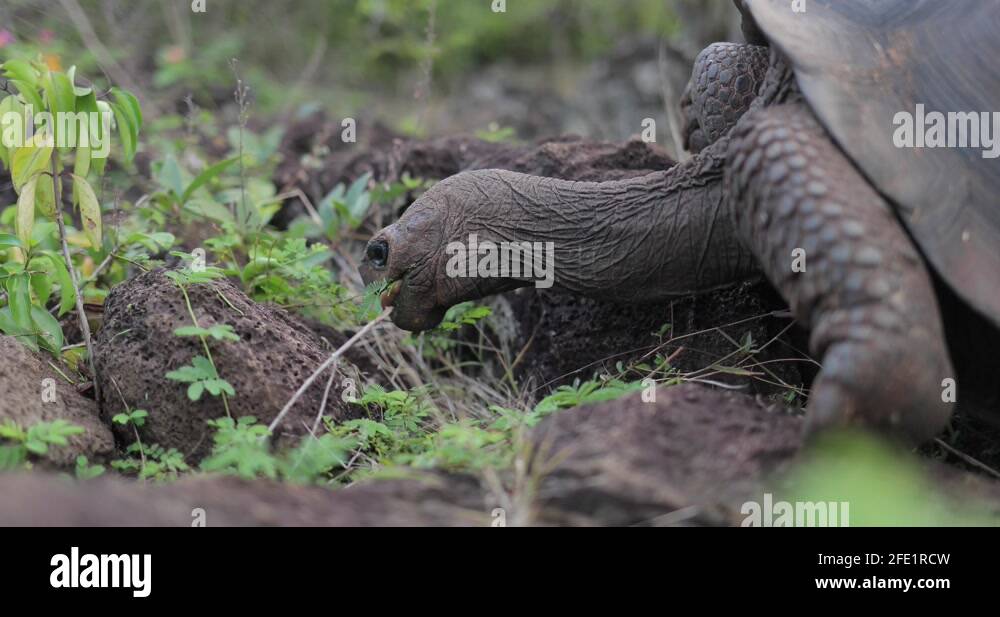 Galápagos galápagos Stock Videos & Footage - HD and 4K Video Clips - Alamy
