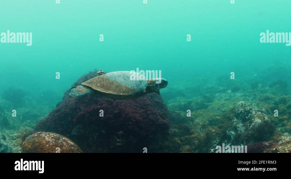 Little shell Stock Videos & Footage - HD and 4K Video Clips - Alamy