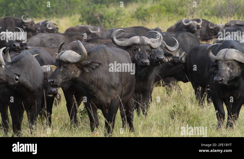 Aggressive stare Stock Videos & Footage - HD and 4K Video Clips - Alamy