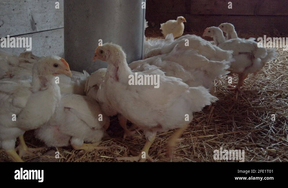 Broiler chickens Stock Videos & Footage - HD and 4K Video Clips - Alamy