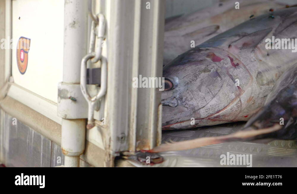 Dead fish eyes Stock Videos & Footage - HD and 4K Video Clips - Alamy